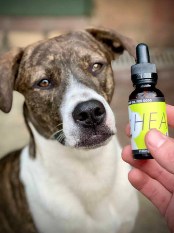 CBD Oil for Dogs | Heal - Full Spectrum CBD Oil - CBD Dog Health - CBD ...