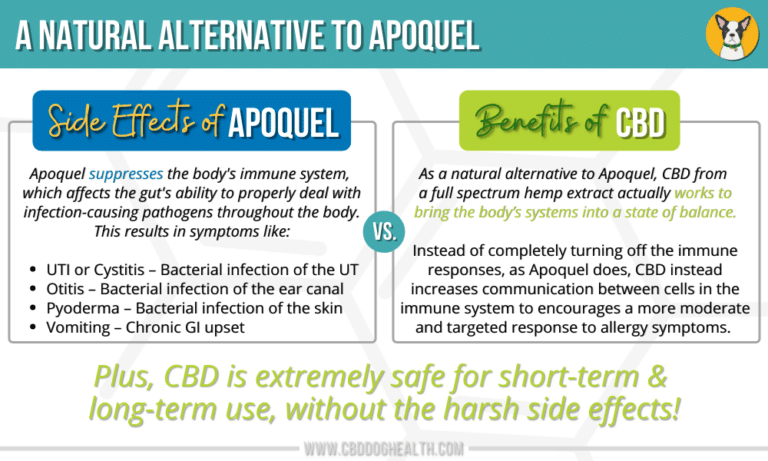Natural Alternatives To Apoquel