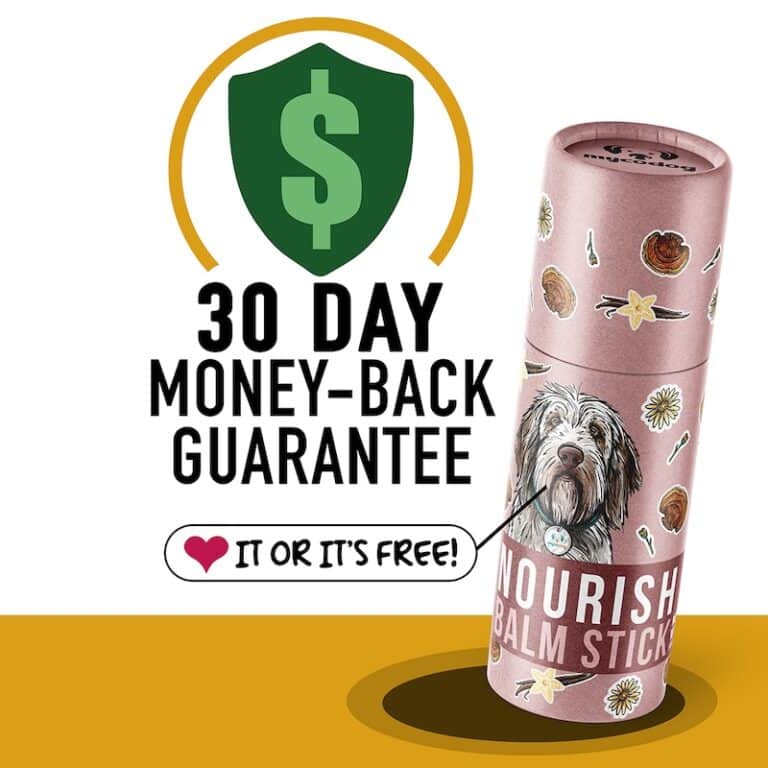 Nourish Balm Stick for Dogs | CBD + Reishi for Skin + Paw Care - CBD ...