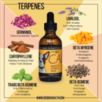 CALM: CBD Oil for Dogs - CBD Dog Health