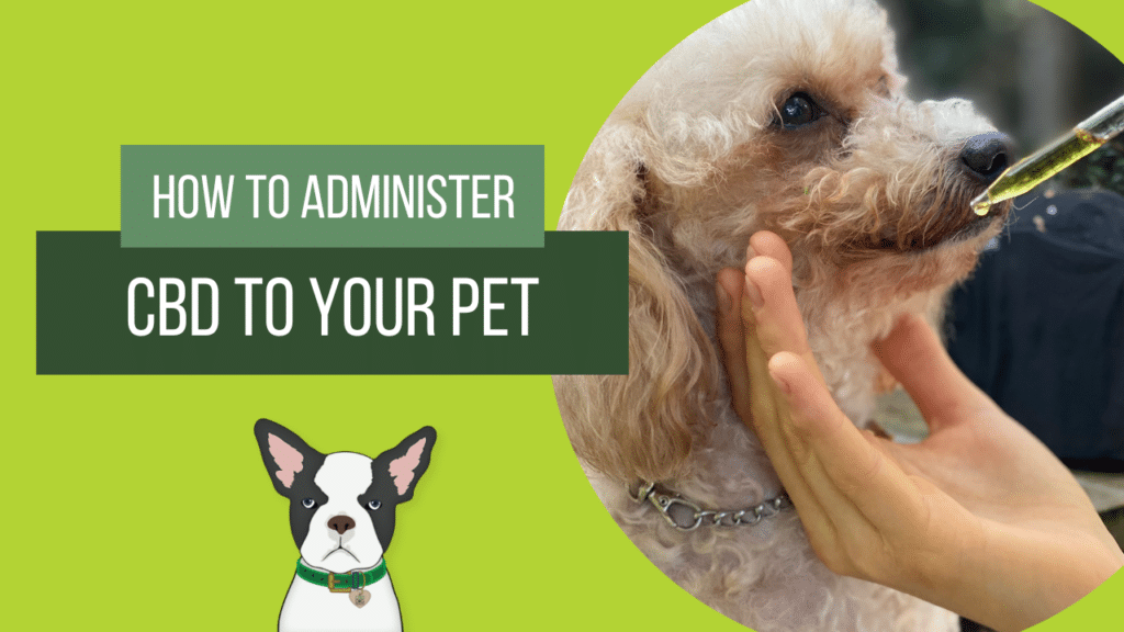 Understanding CBD Dosage For Dogs - CBD Dog Health