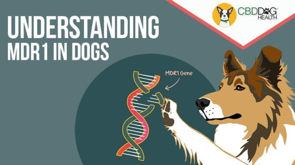 MDR1 in Dogs: Safety of FSHE CBD oil for Dogs with MDR1 - CBD Dog Health